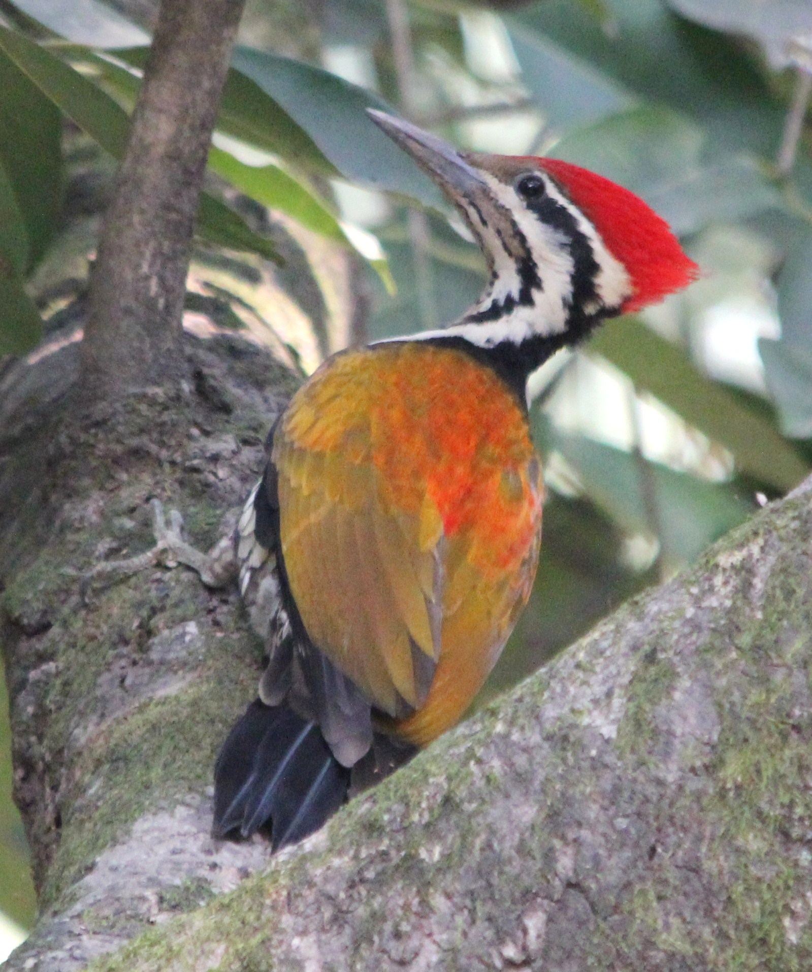 Details : Himalayan Flameback - BirdGuides