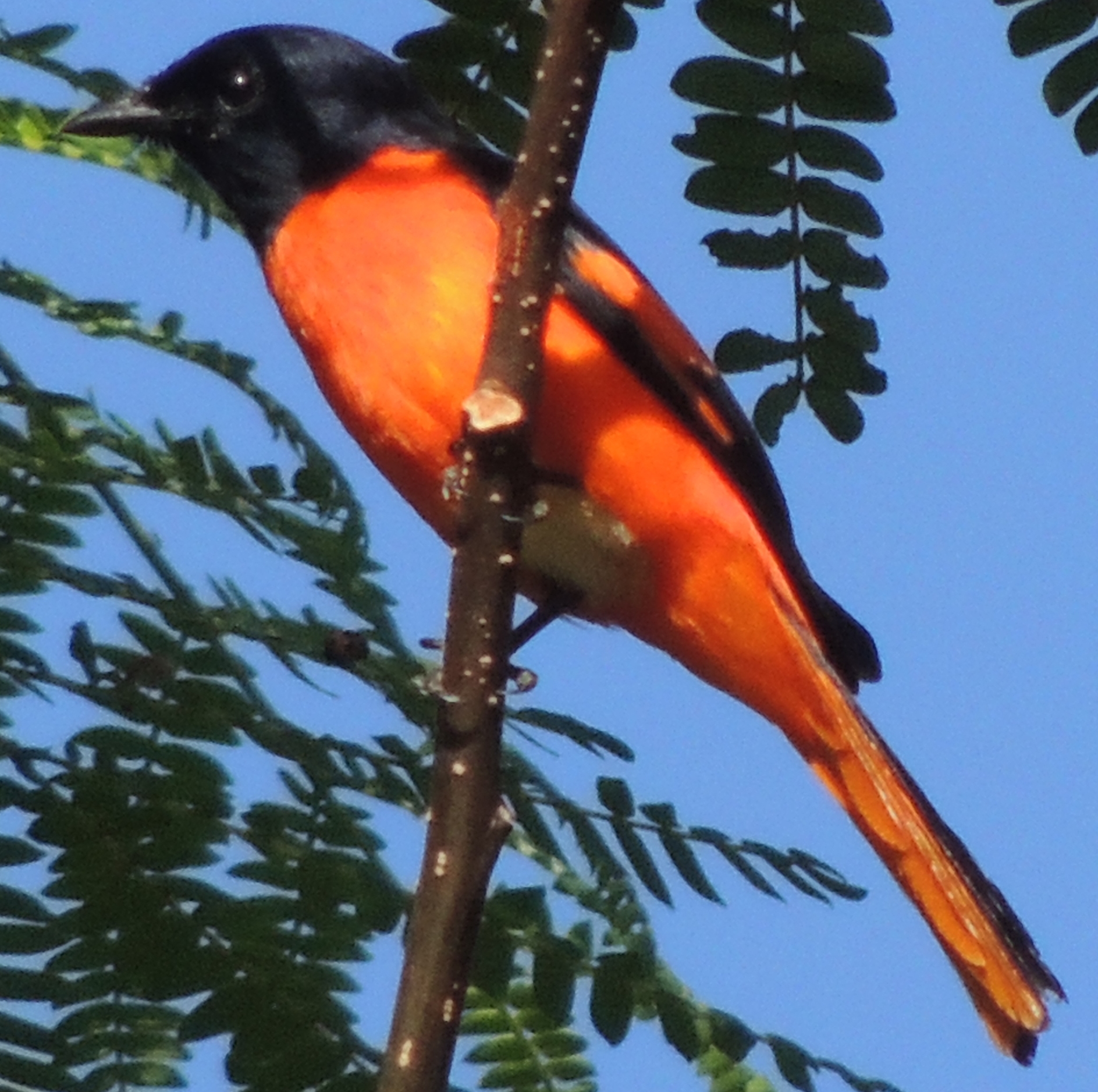 Details : Fiery Minivet - BirdGuides