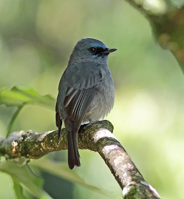 Details : Dull-blue Flycatcher - BirdGuides