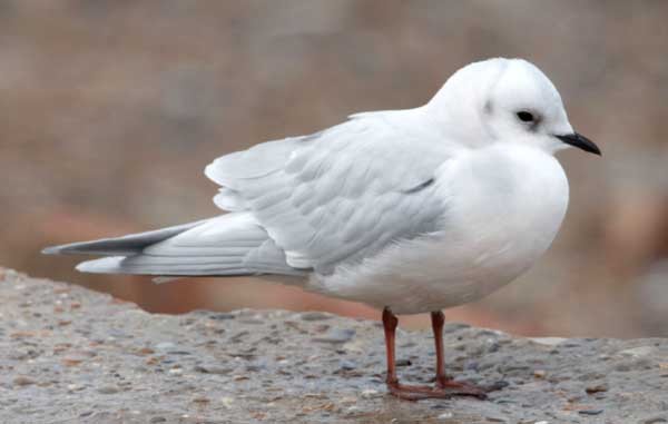 Details : Ross's Gull - BirdGuides