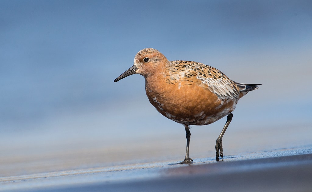 Red Knot breeding habitat mapped in Canadian Arctic - BirdGuides
