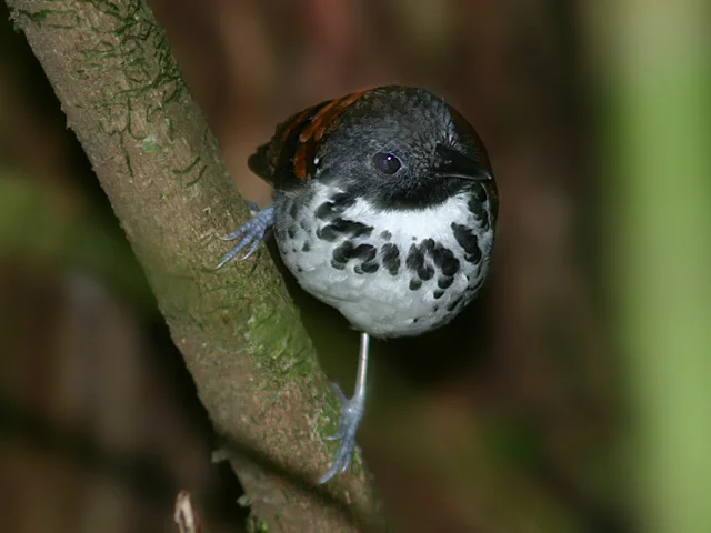 Details : Spotted Antbird - BirdGuides