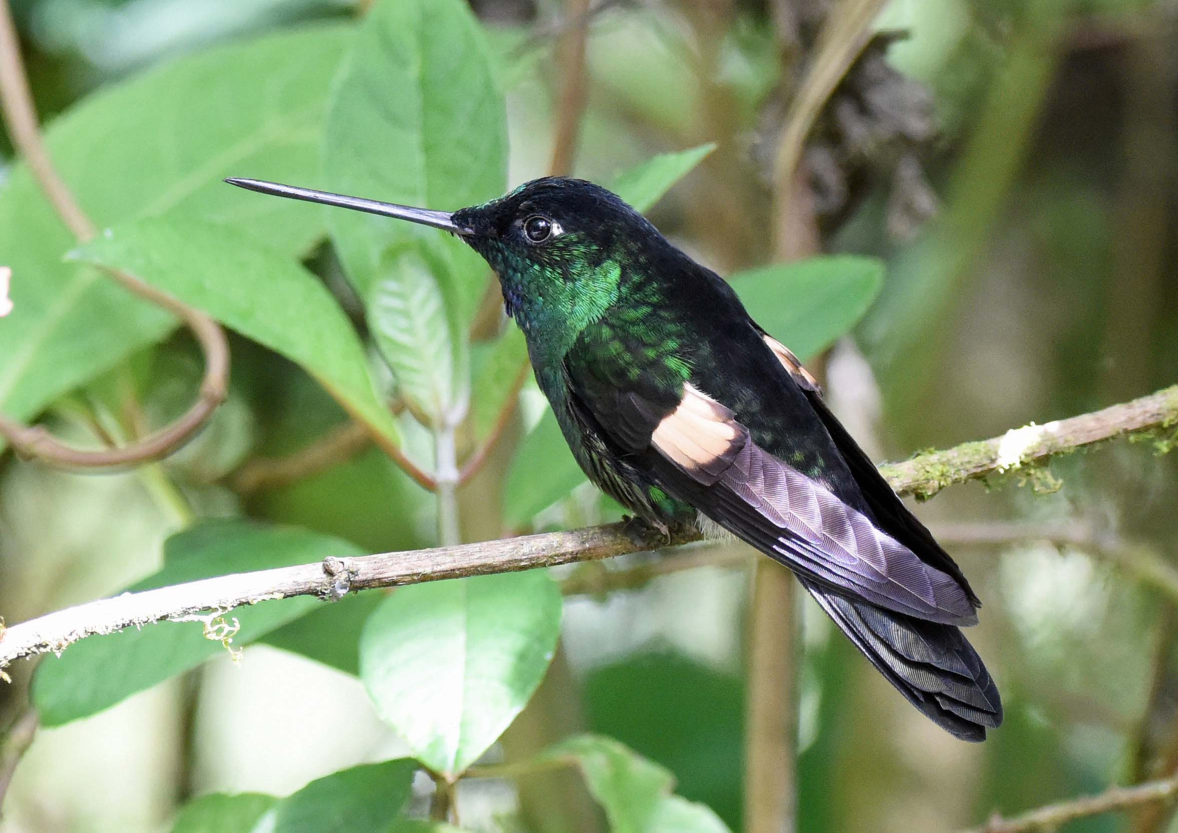 Details : Buff-winged Starfrontlet - BirdGuides