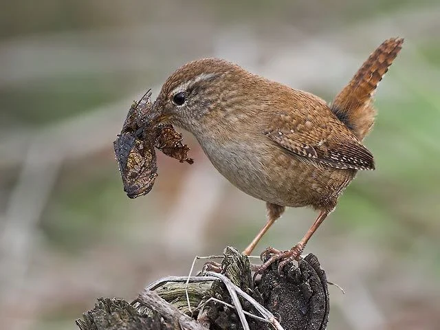 Details : Eurasian Wren - BirdGuides