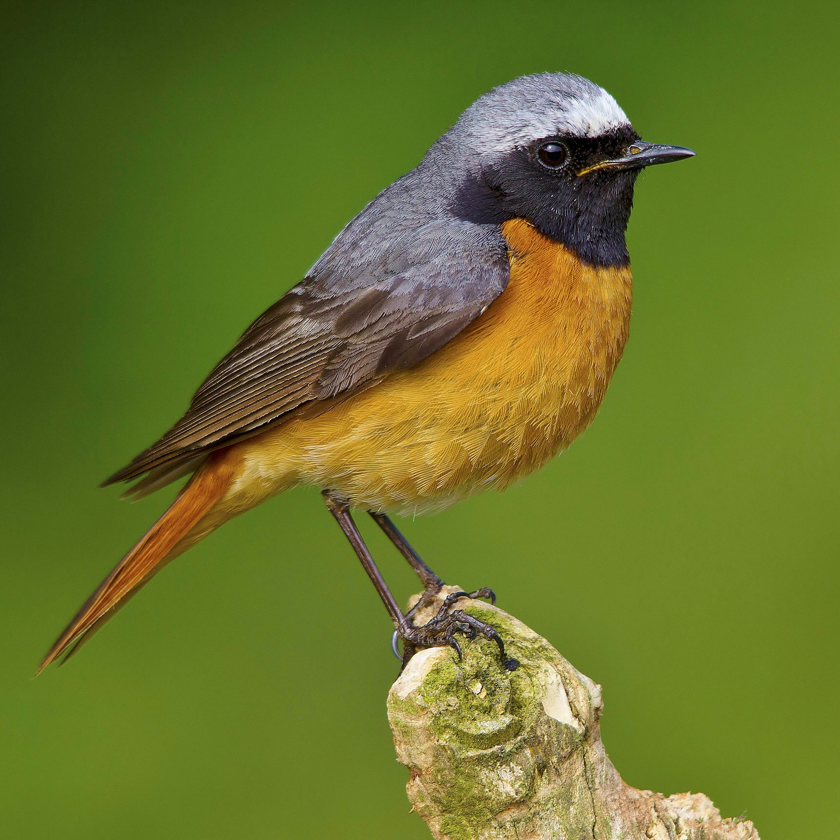 Details : Common Redstart - BirdGuides