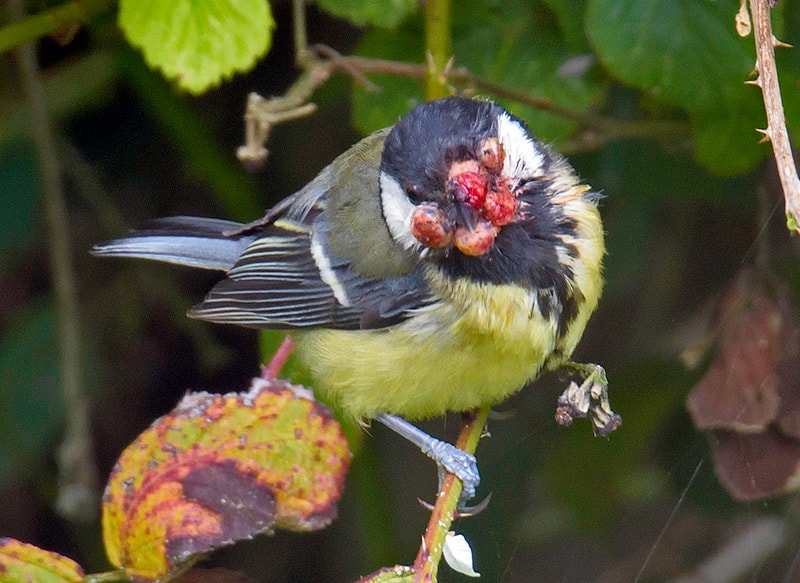 Great Tit by Nigel Deacon - BirdGuides