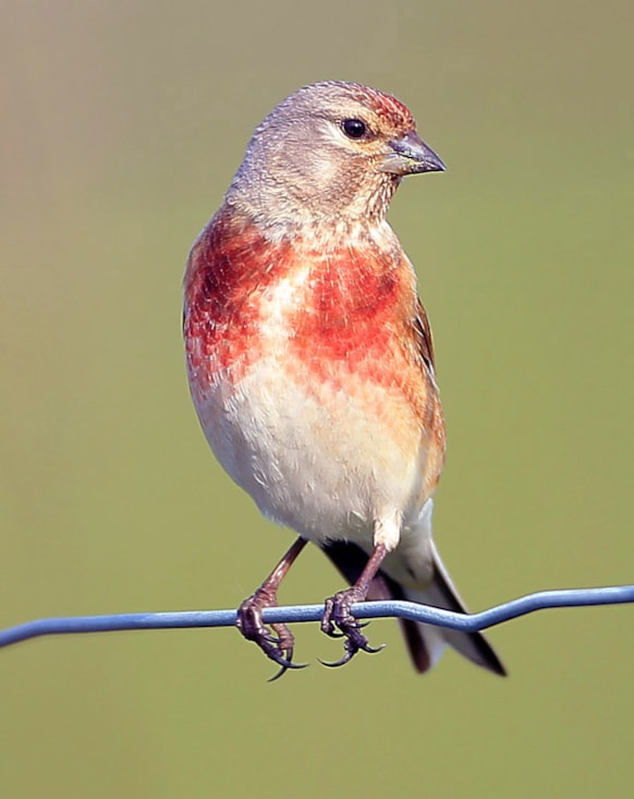 Common Linnet by Barry Pugh - BirdGuides
