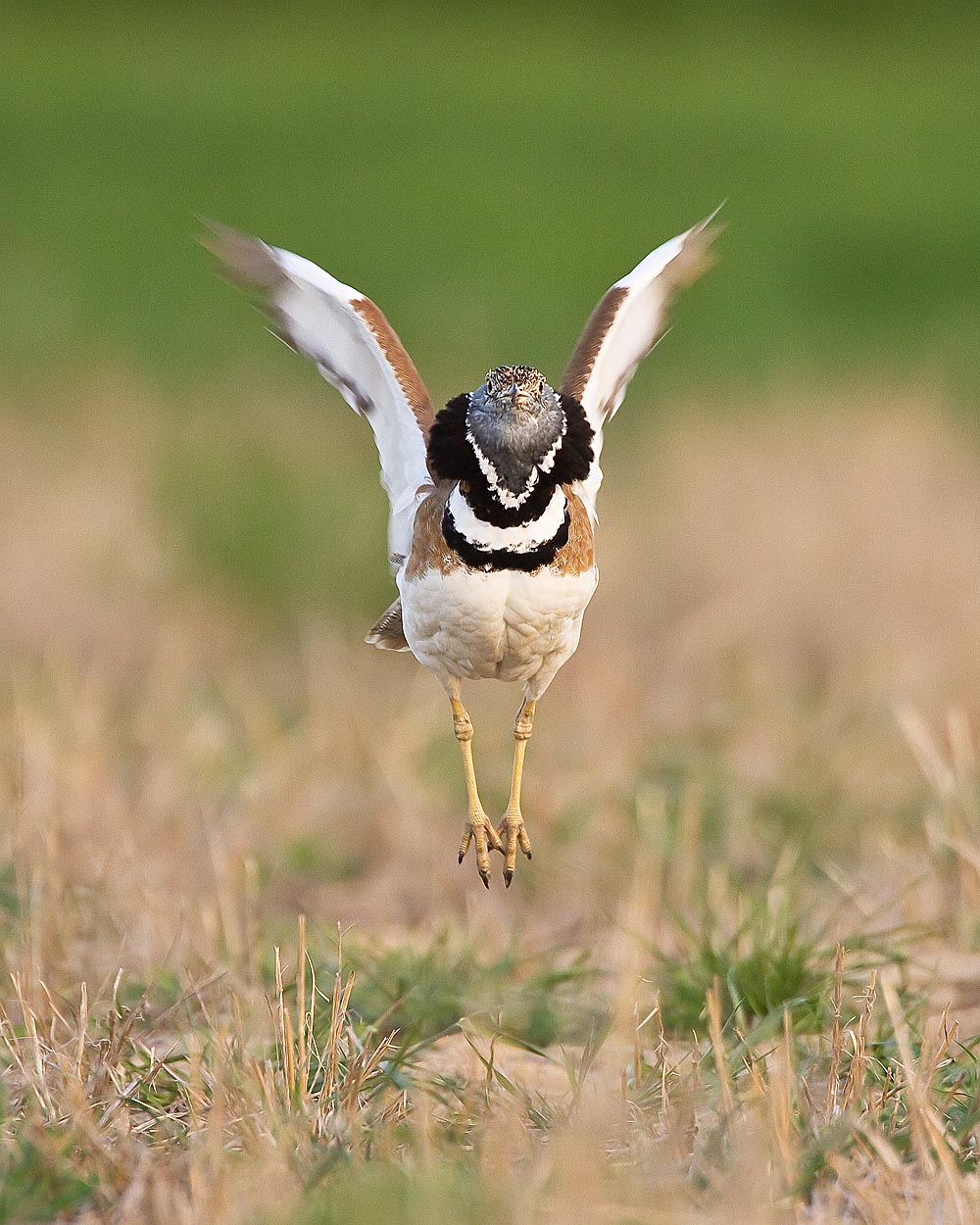 Details : Little Bustard - BirdGuides