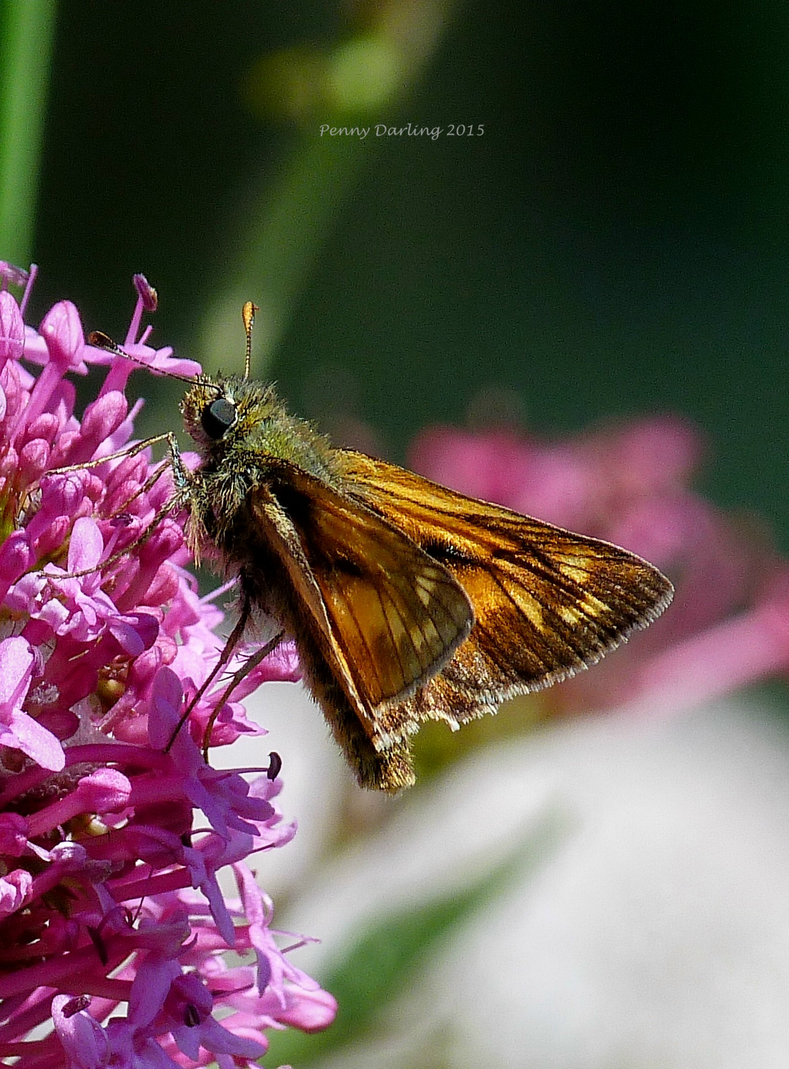 Details : Large Skipper - BirdGuides