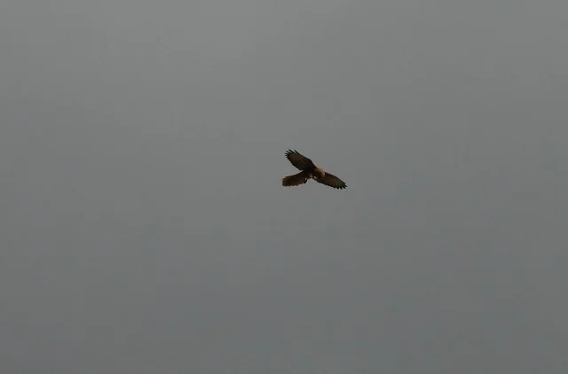 Details : Fox Kestrel - BirdGuides