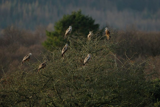 Red Kites restored across Scotland - BirdGuides