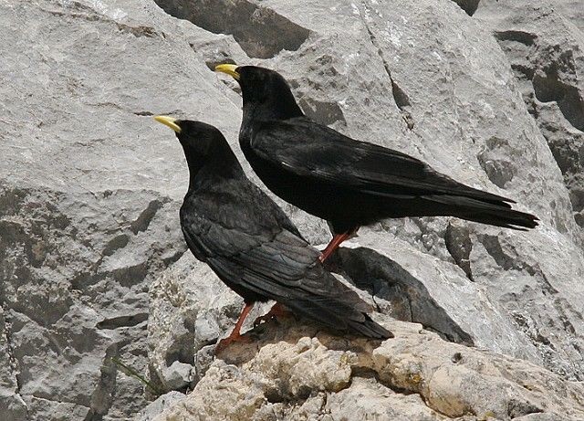 Details : Alpine Chough - BirdGuides