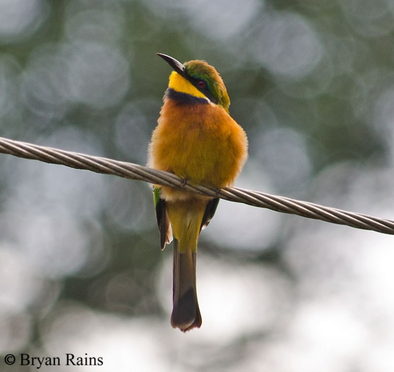 Cinnamon-chested Bee-eater by Bryan Rains - BirdGuides