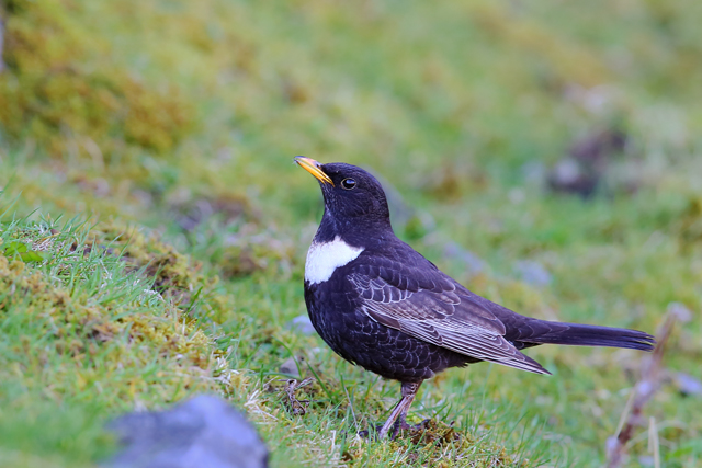 Durham man pleads guilty to taking Ring Ouzels from the wild - BirdGuides