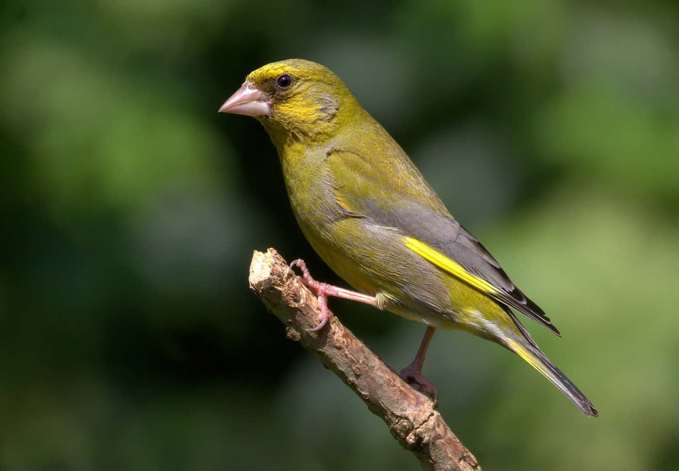 Details : Greenfinch - BirdGuides
