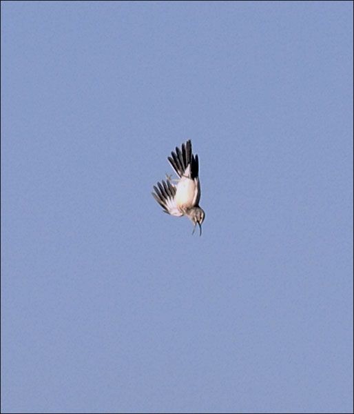 Greater Hoopoe-Lark by Peter Basterfield - BirdGuides