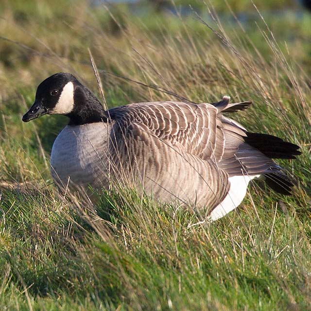 Details : Richardson's Cackling Goose - BirdGuides