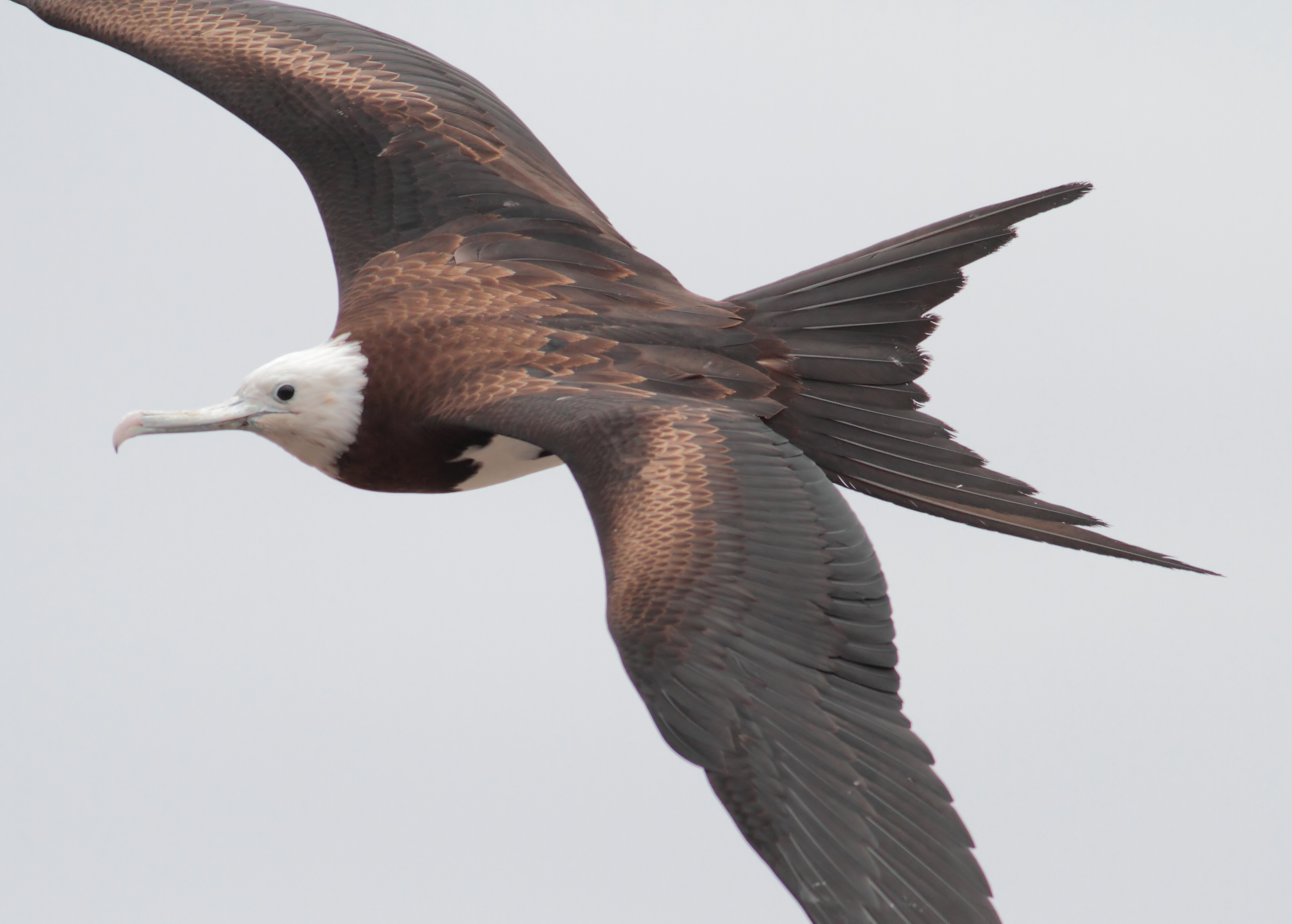 Details : Ascension Frigatebird - BirdGuides