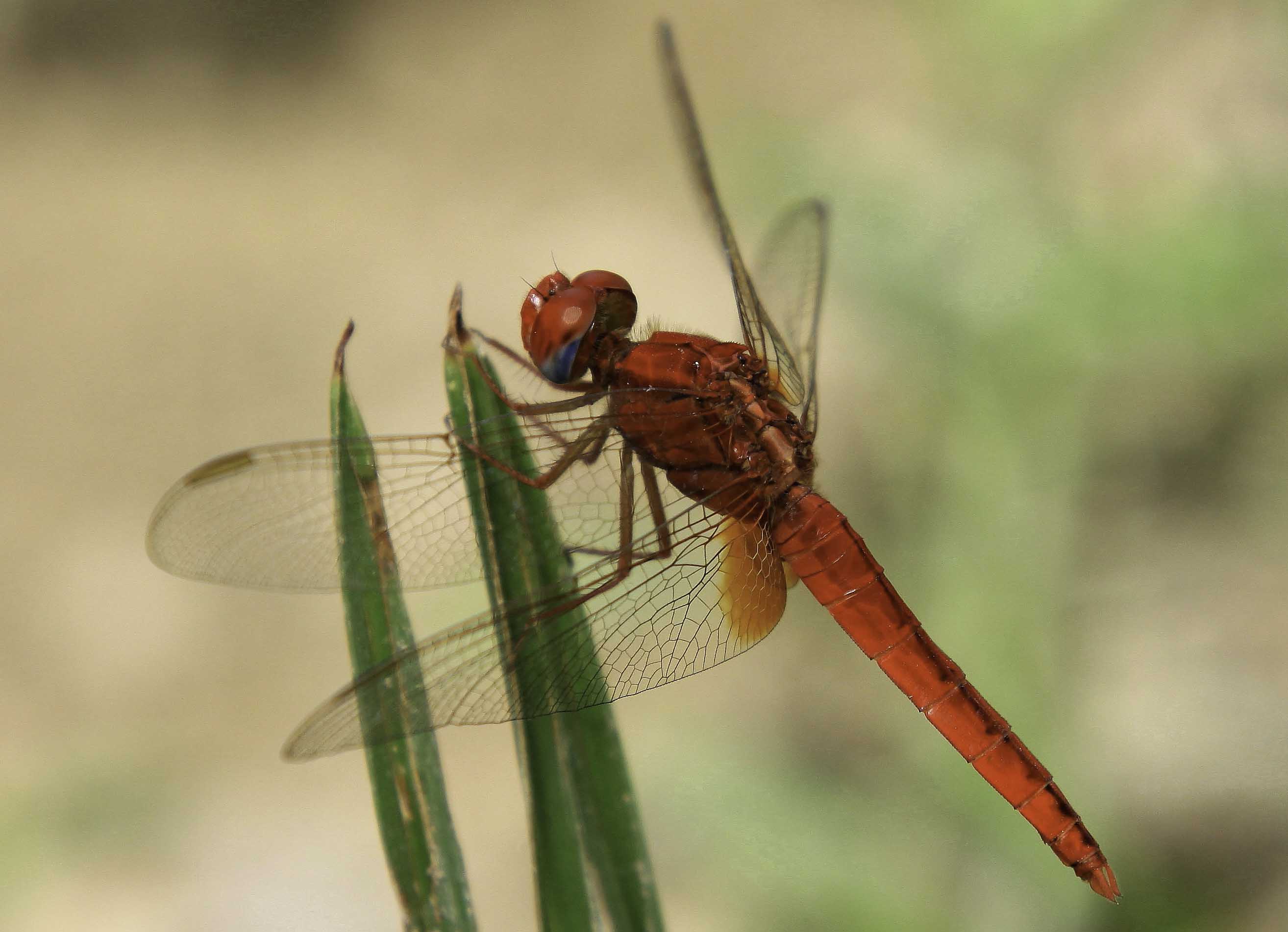 Orange-winged Dropwing by Laurie Hensman - BirdGuides