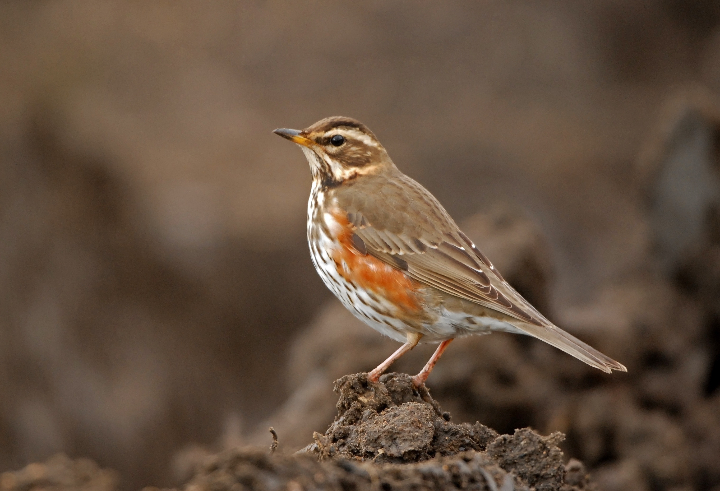 Details : Redwing - BirdGuides