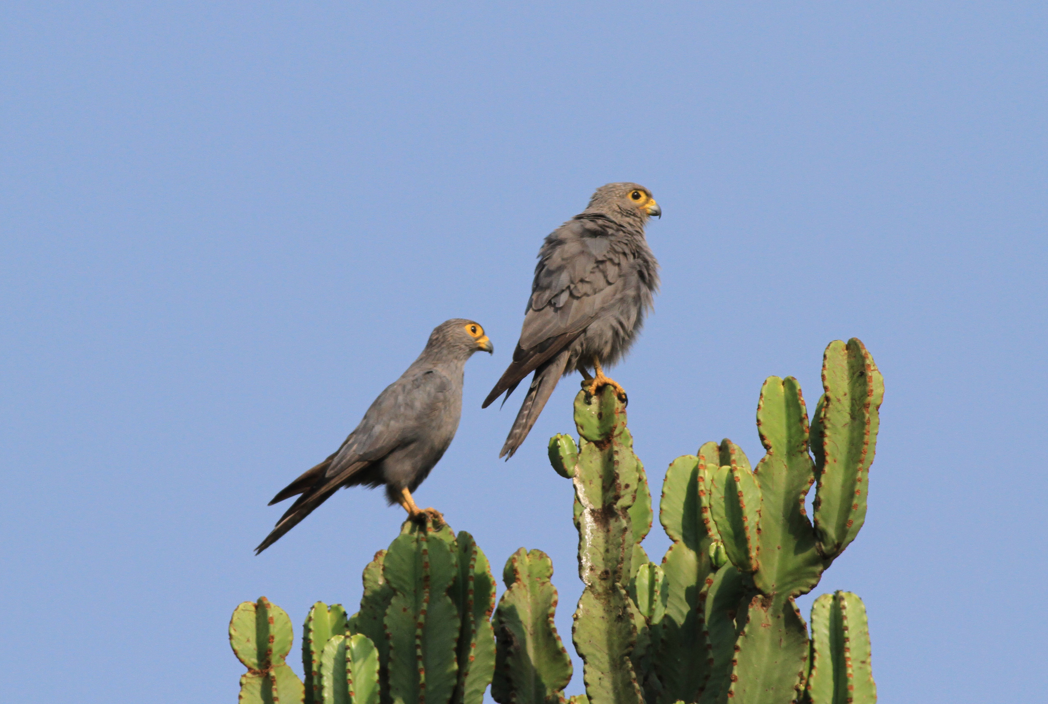 Details : Grey Kestrel - BirdGuides