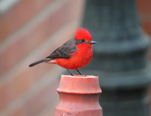 Details : Scarlet Flycatcher - BirdGuides
