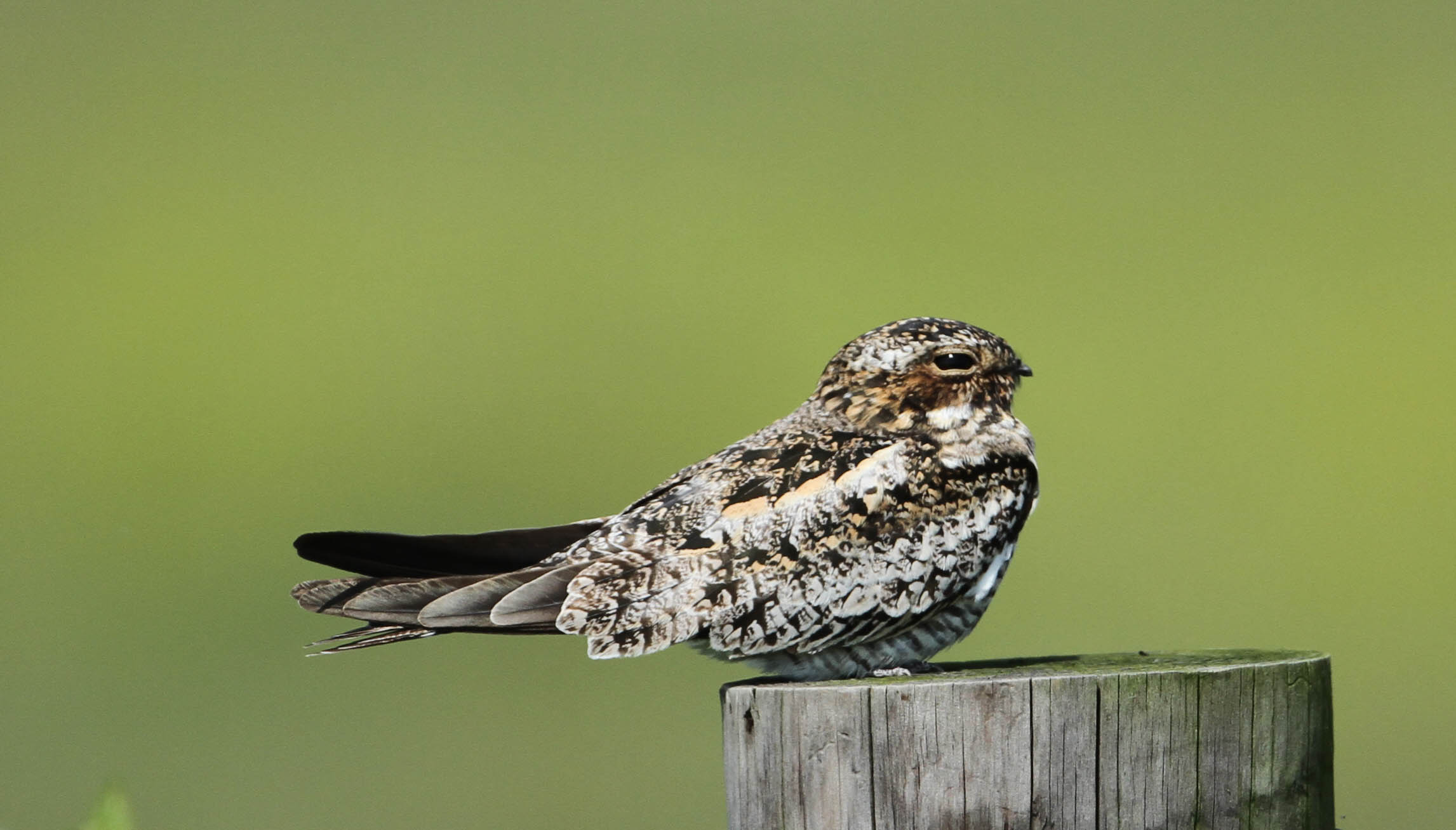 Details : Common Nighthawk - BirdGuides