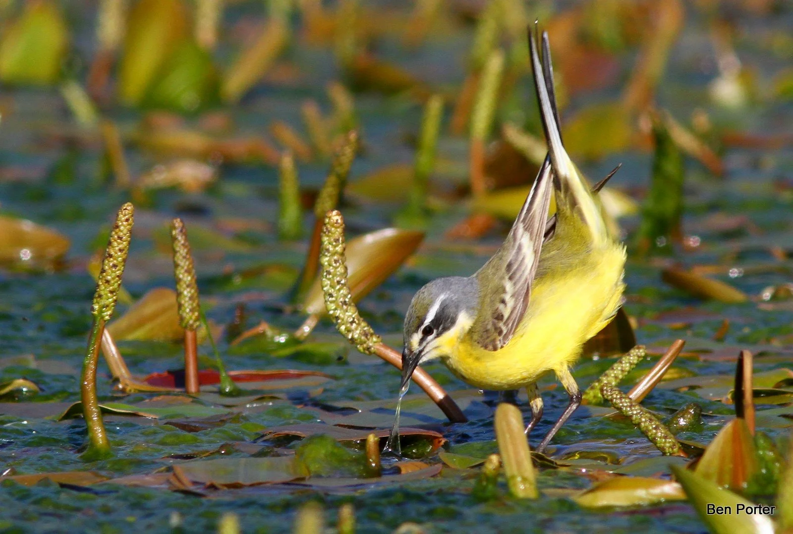 Details : Blue-headed Wagtail - BirdGuides