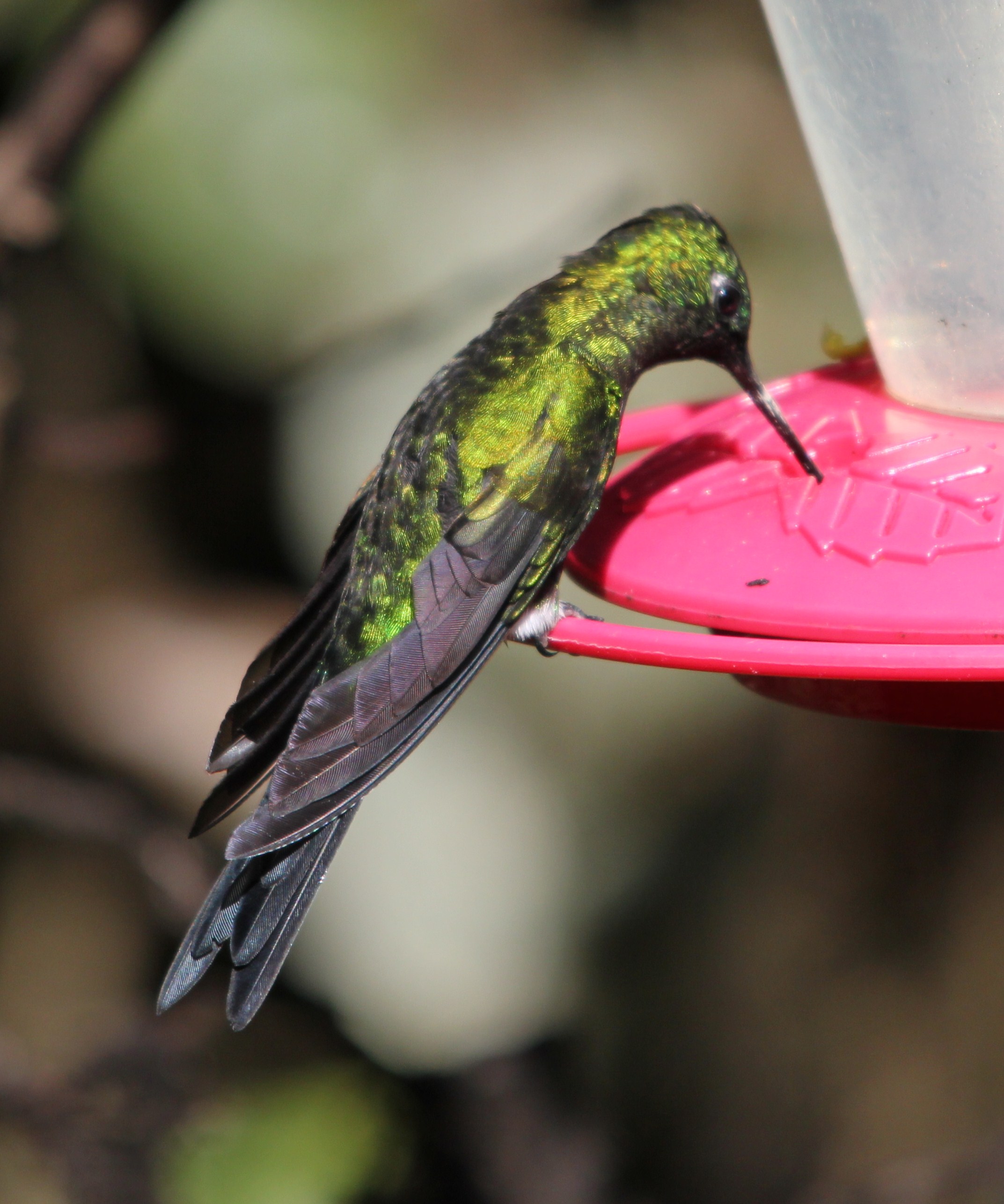 Details : Sapphire-vented Puffleg - BirdGuides