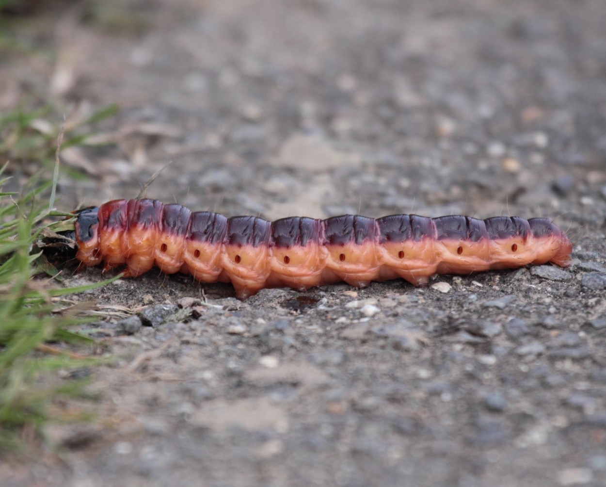 Details : Goat Moth - BirdGuides