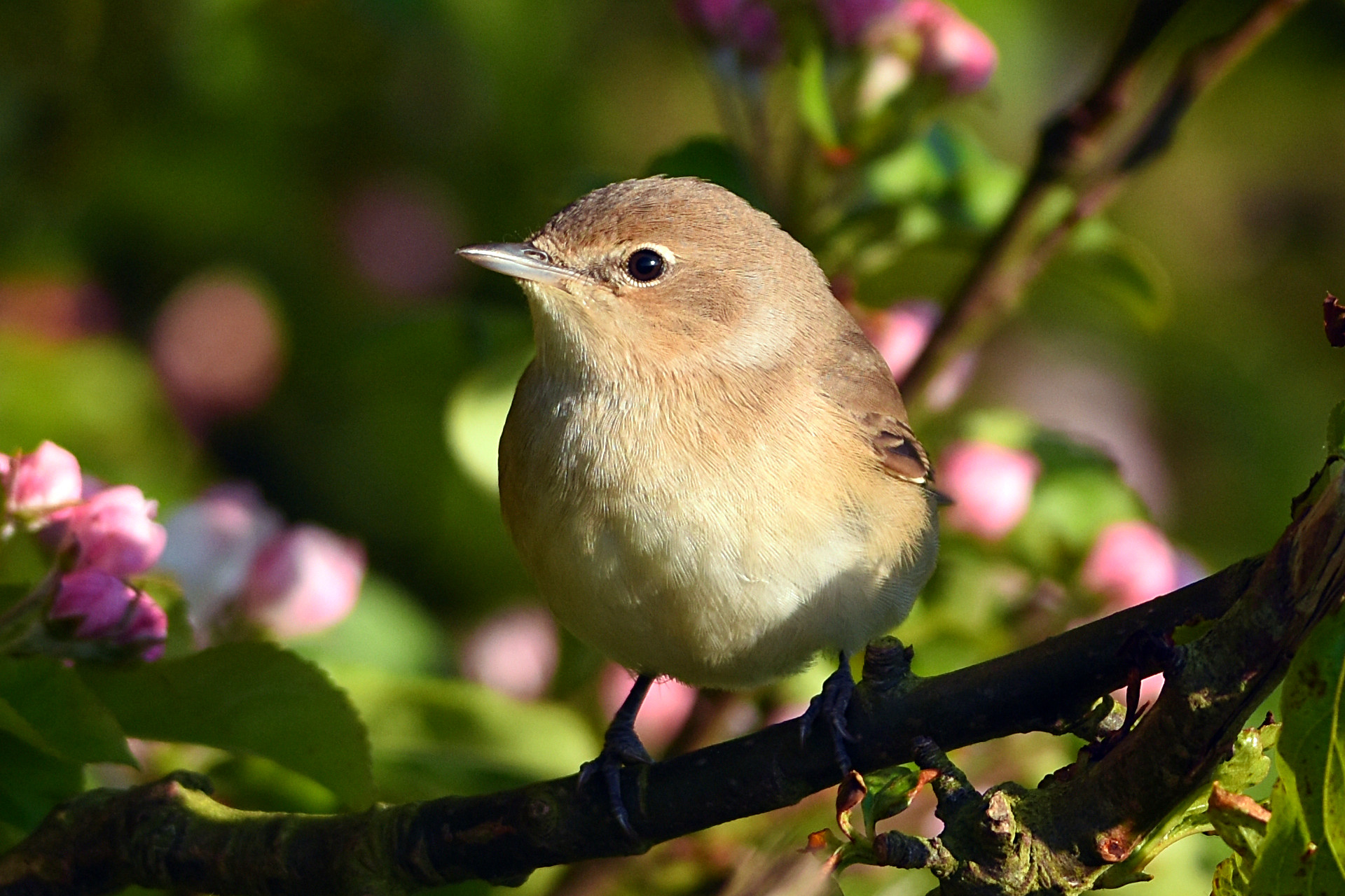 Details : Garden Warbler - BirdGuides