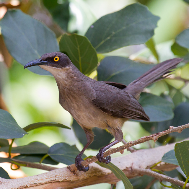 Details : Grey Trembler - BirdGuides