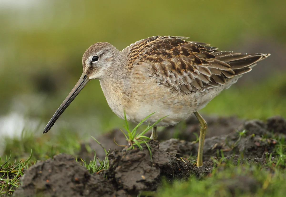 Details : Long-billed Dowitcher - BirdGuides