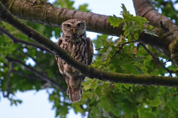 Little Owl by Simon Wantling - BirdGuides