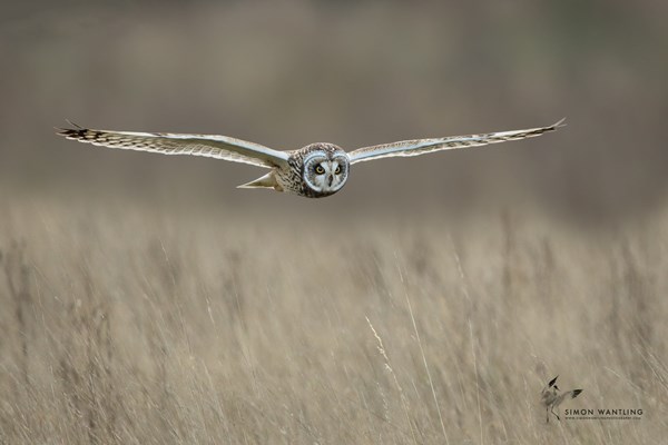 Little Owl by Simon Wantling - BirdGuides