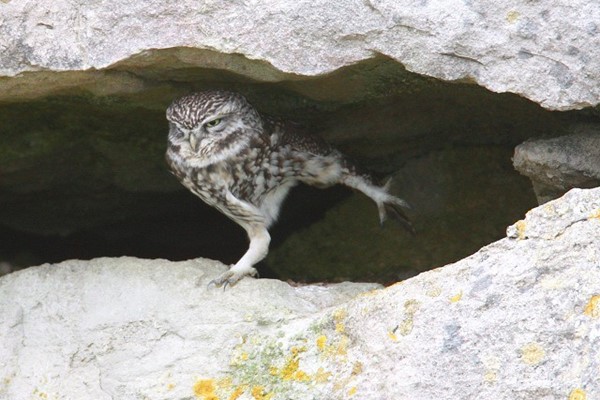 Little Owl by Simon Wantling - BirdGuides