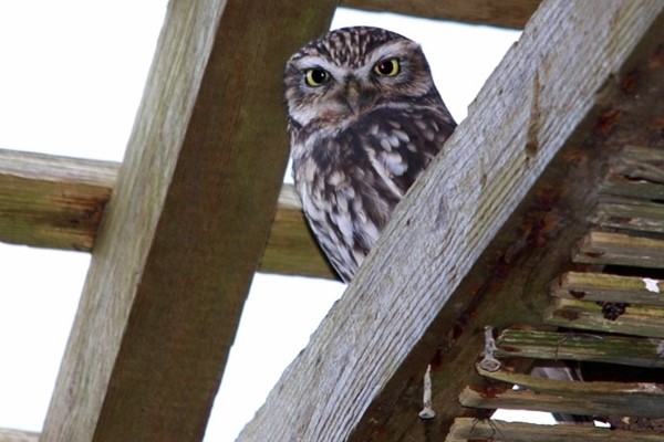 Little Owl by Simon Wantling - BirdGuides