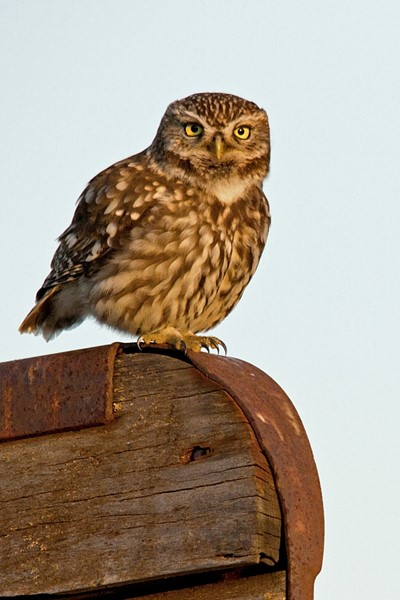 Little Owl by Simon Wantling - BirdGuides