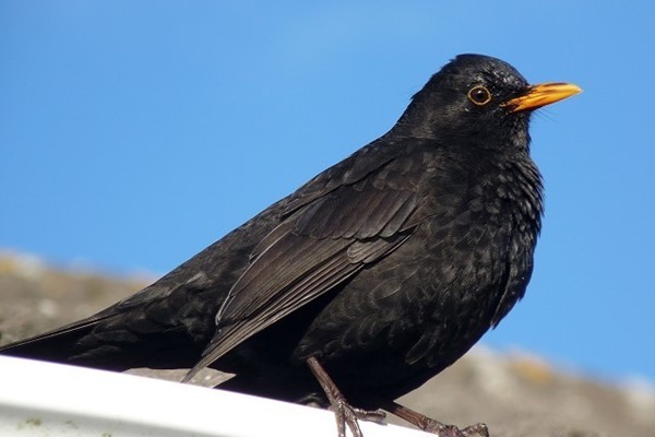 Rook by Tom Kennedy - BirdGuides