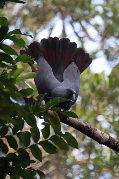 Goliath Imperial Pigeon (Ducula goliath) - Birds - BirdGuides