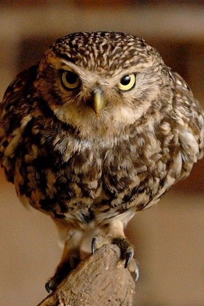 Little Owl by Simon Wantling - BirdGuides