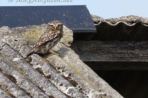 Little Owl by Simon Wantling - BirdGuides