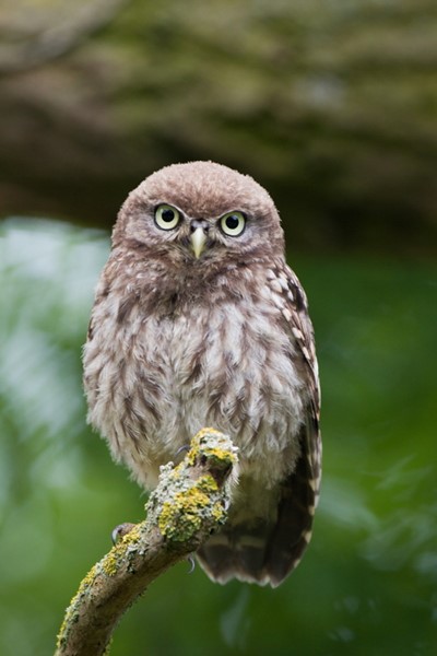 Little Owl by Simon Wantling - BirdGuides
