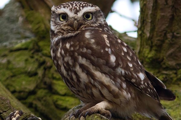Little Owl by Simon Wantling - BirdGuides