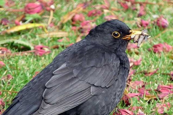 Rook by Tom Kennedy - BirdGuides