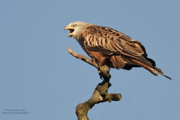 Little Owl by Simon Wantling - BirdGuides