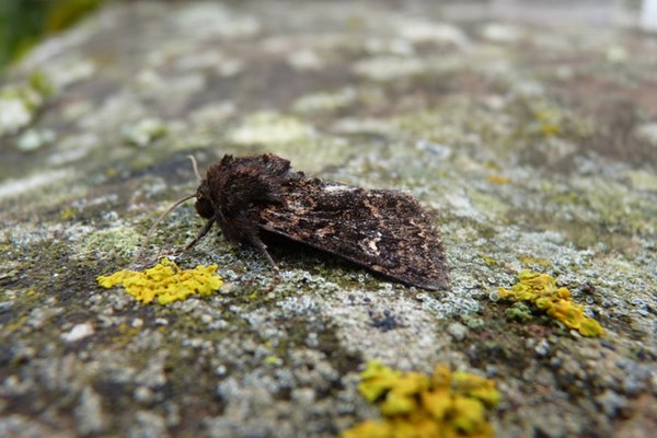 Exile (Northern Arches) (Apamea zeta) - Butterflies & moths - BirdGuides
