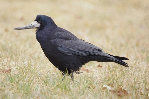 Rook by Tom Kennedy - BirdGuides