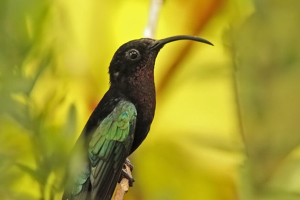 Purple-throated Carib by Peter Beesley - BirdGuides