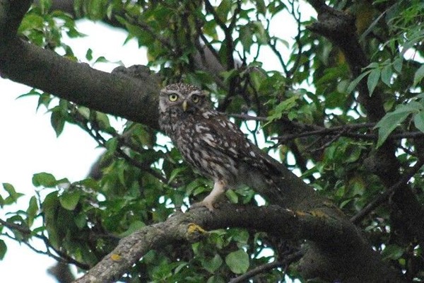 Little Owl by Simon Wantling - BirdGuides